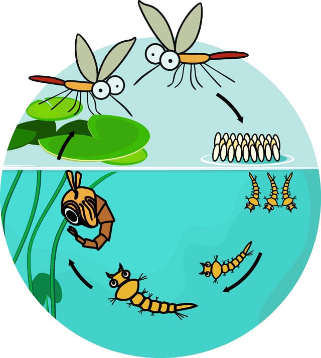 Mückenlarven im Pool 烈練 - was ihr jetzt tun könnt! | Poolpanda